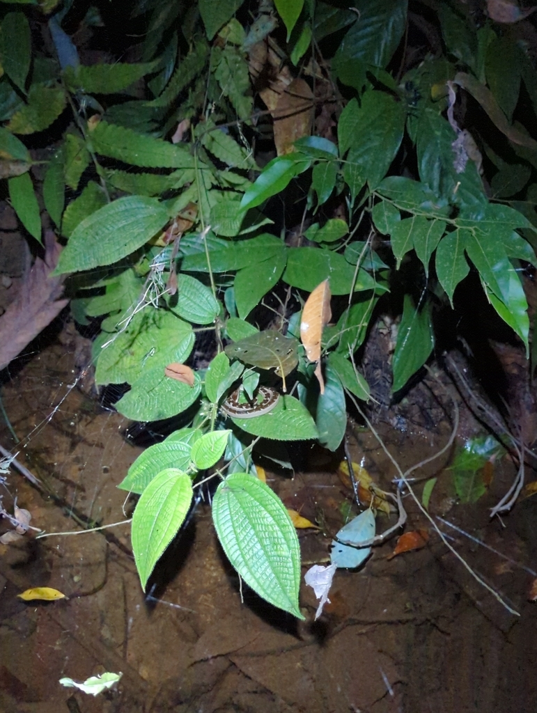 Painted Mock Viper in January 2024 by Adam Aslam · iNaturalist