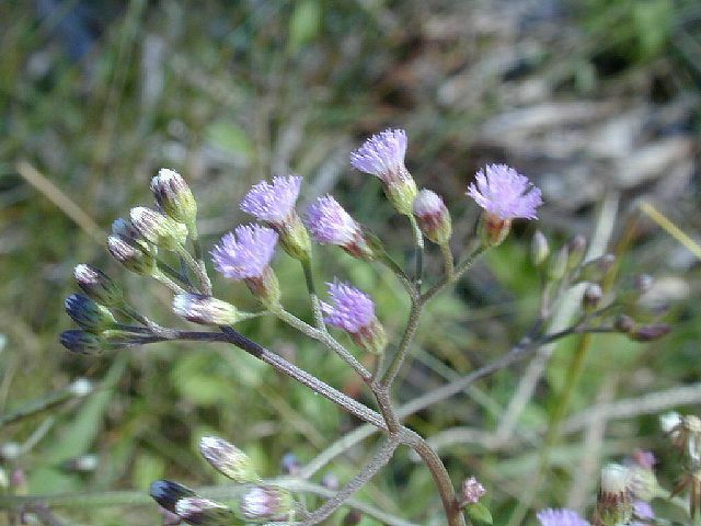 little ironweed from Monroe County, FL, USA on January 5, 2002 at 10:20 ...