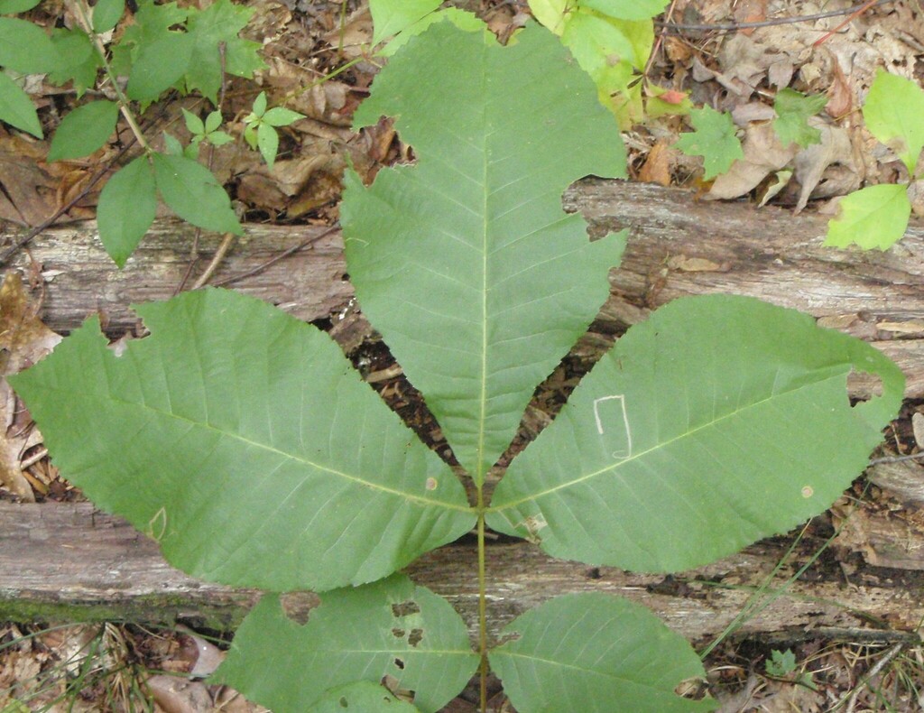 hickories from Pyramid Mountain, Boonton, NJ 07005, USA on September 17 ...