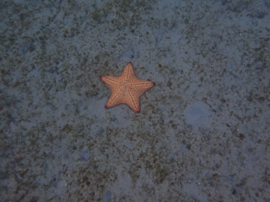 Red Cushion Sea Star from Riviera Beach, FL, USA on January 11, 2023 at ...