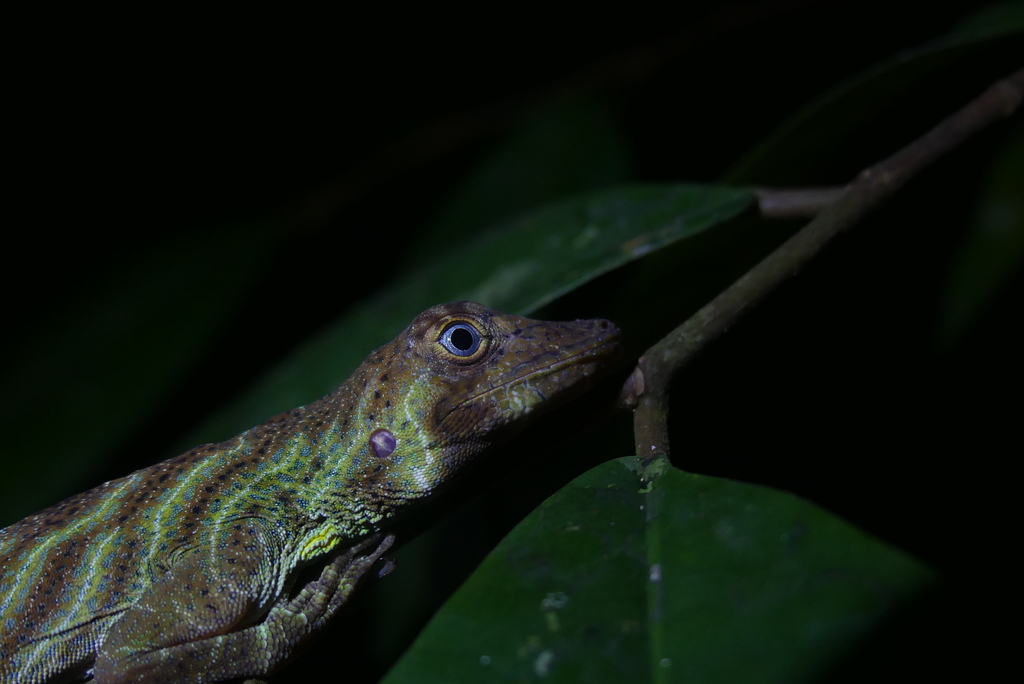 Banded Tree Anole from Orellana, Ecuador on September 8, 2023 at 06:01 ...