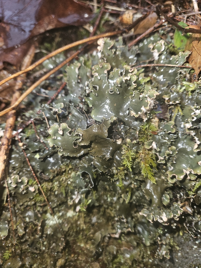 Blacksaddle pelt lichen from Slippery Rock Township, PA, USA on January ...