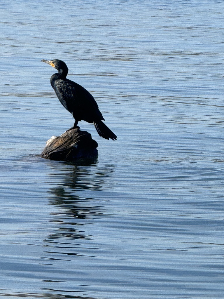 Double-crested Cormorant from Toledo Bend Reservoir, Hemphill, TX, US ...