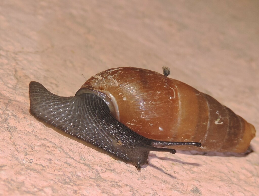 Decollate Snail from Città Metropolitana di Cagliari, Italia on 10 ...