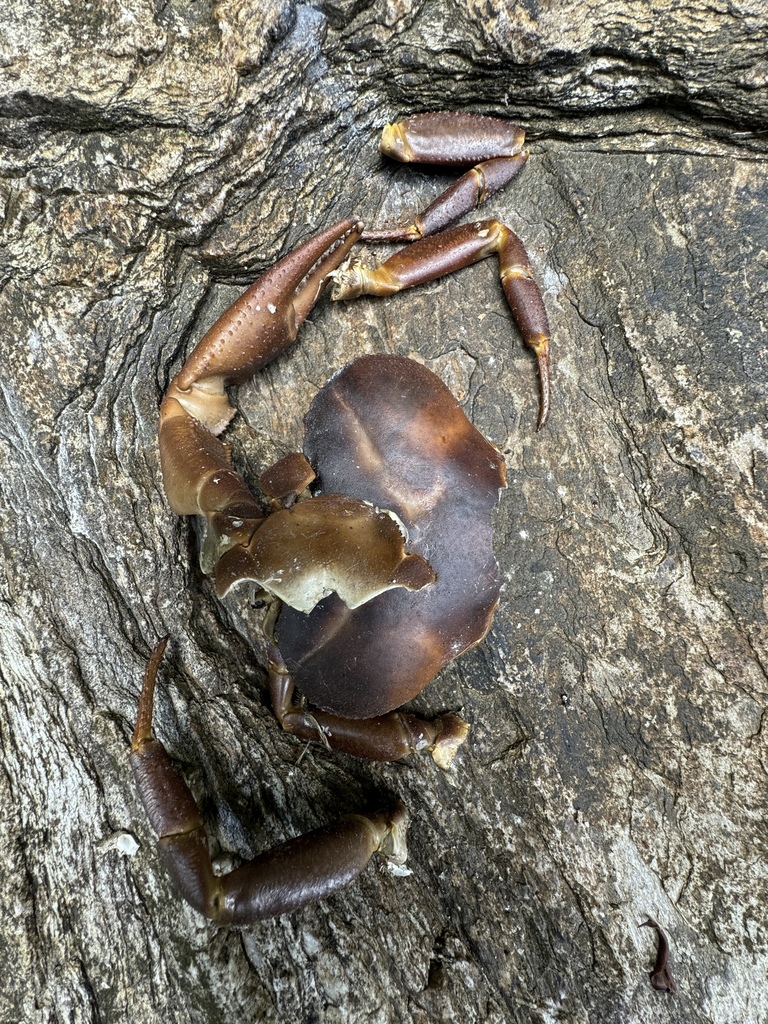 Manicou Crab from Trinidad, Trinidad and Tobago, TT on January 28, 2024 ...
