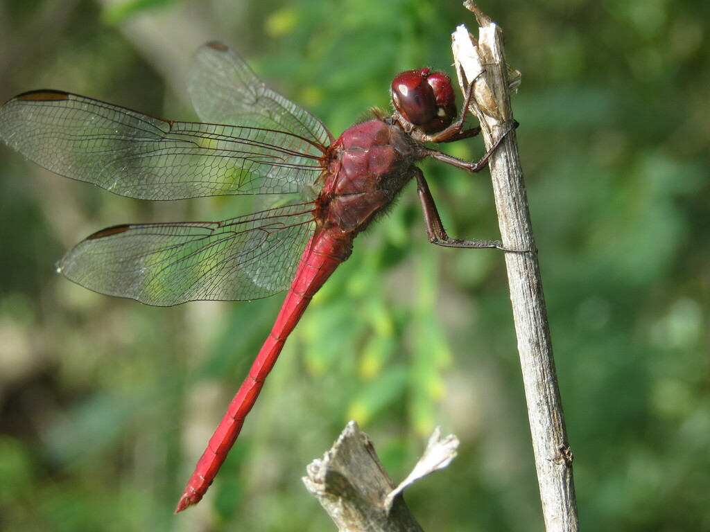 Tropical King Skimmers from Moron, Cuba on January 23, 2024 at 03:24 PM ...