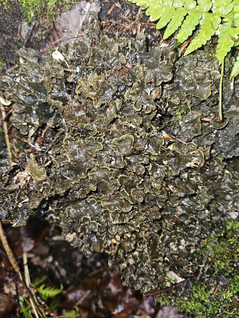 peppered pelt lichen from McConnells Mill State Park, Lawrence County ...