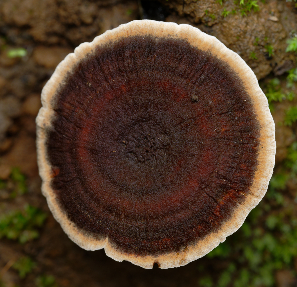Brown Funnel Polypore from San Mateo County, CA, USA on January 26 ...