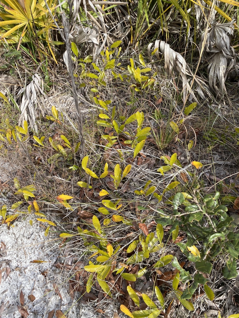 Gopher apple from Charlotte County, FL, USA on January 26, 2024 at 10: ...
