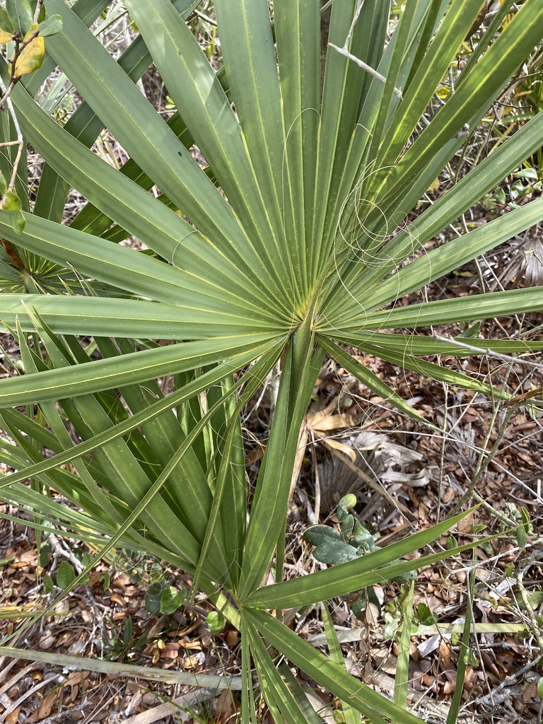 Scrub Palmetto from Charlotte County, FL, USA on January 26, 2024 at 10 ...