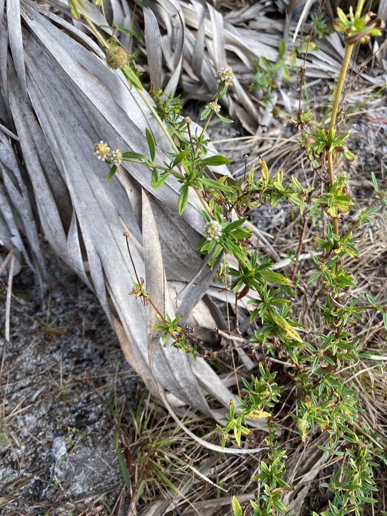 shrubby false buttonweed from Charlotte County, FL, USA on January 26 ...