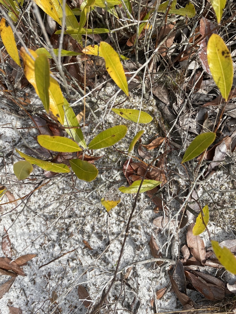 Gopher apple from Charlotte County, FL, USA on January 26, 2024 at 10: ...