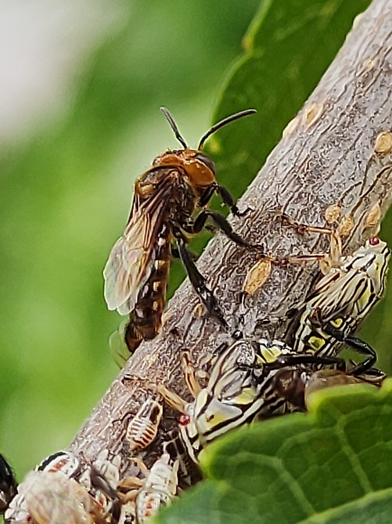Tataira Fire Bee from SH Grande Colorado Condomínio Mansões Colorado ...