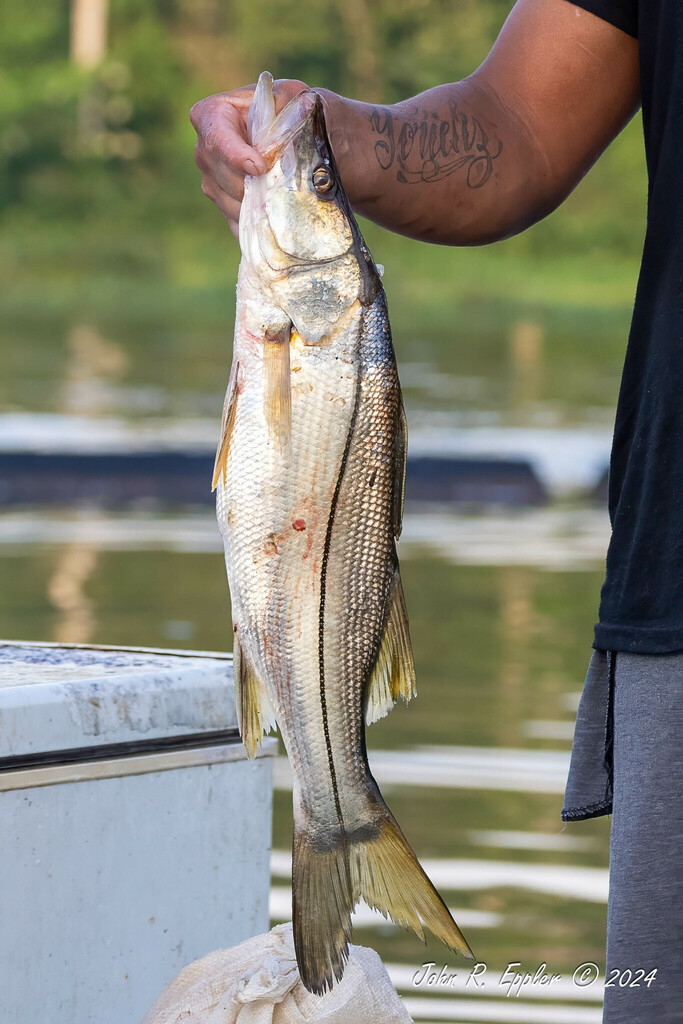 Common Snook from Colón Province, Panama on January 19, 2024 at 08:17 ...
