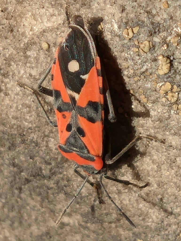 Black-and-Red Bug from Thale, Germany on January 28, 2024 at 03:35 PM ...