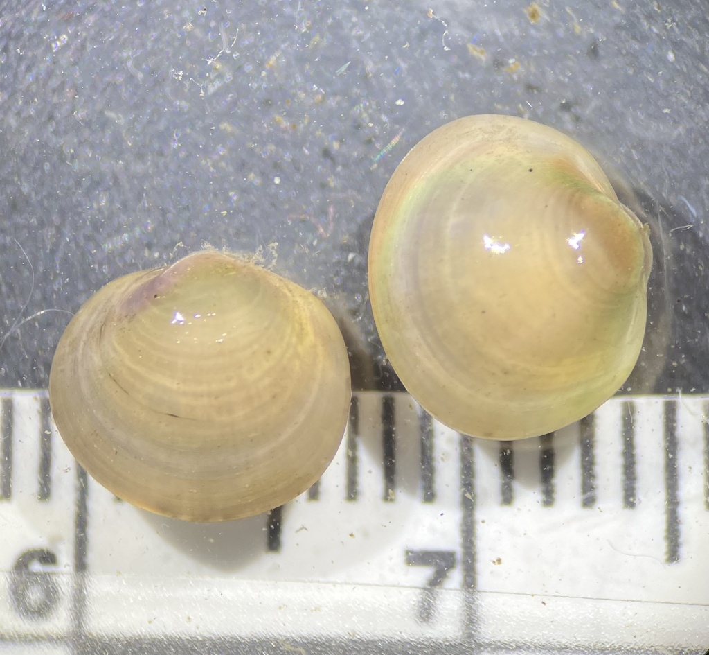 Swamp Fingernailclam from Lambert Ave, Weymouth, MA, US on January 27 ...