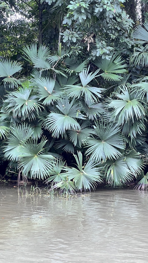 toquilla palm from Limón, Limon, CR on January 28, 2024 at 11:47 AM by ...