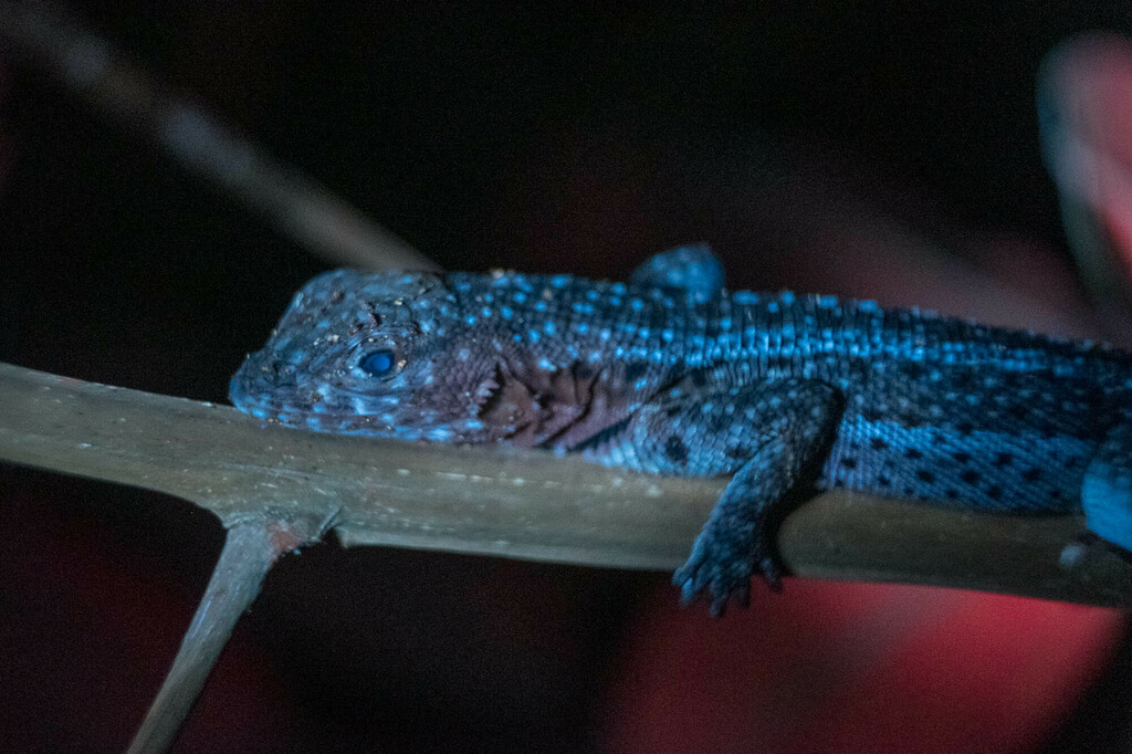 Isabela Lava Lizard in January 2024 by Mirko Schoenitz. with 365 nm UV ...