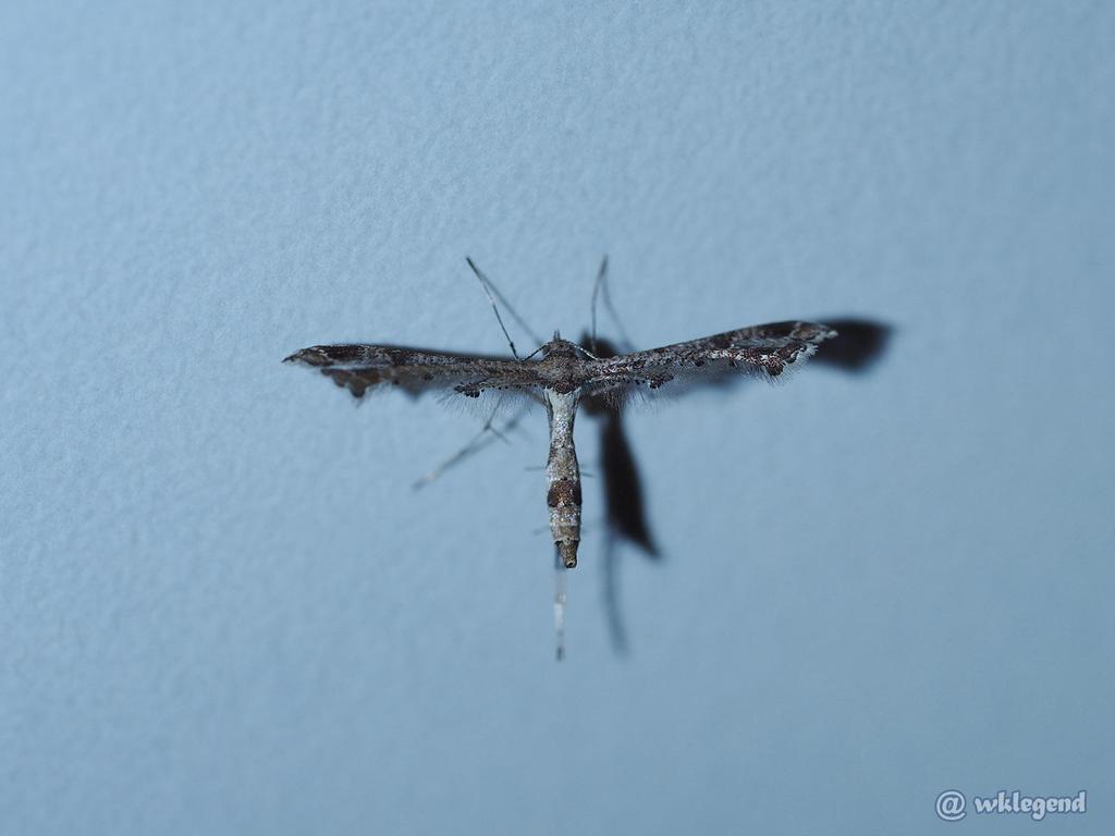 Lantana Plume Moth from Kwun Tong, HK on April 13, 2019 by wklegend ...
