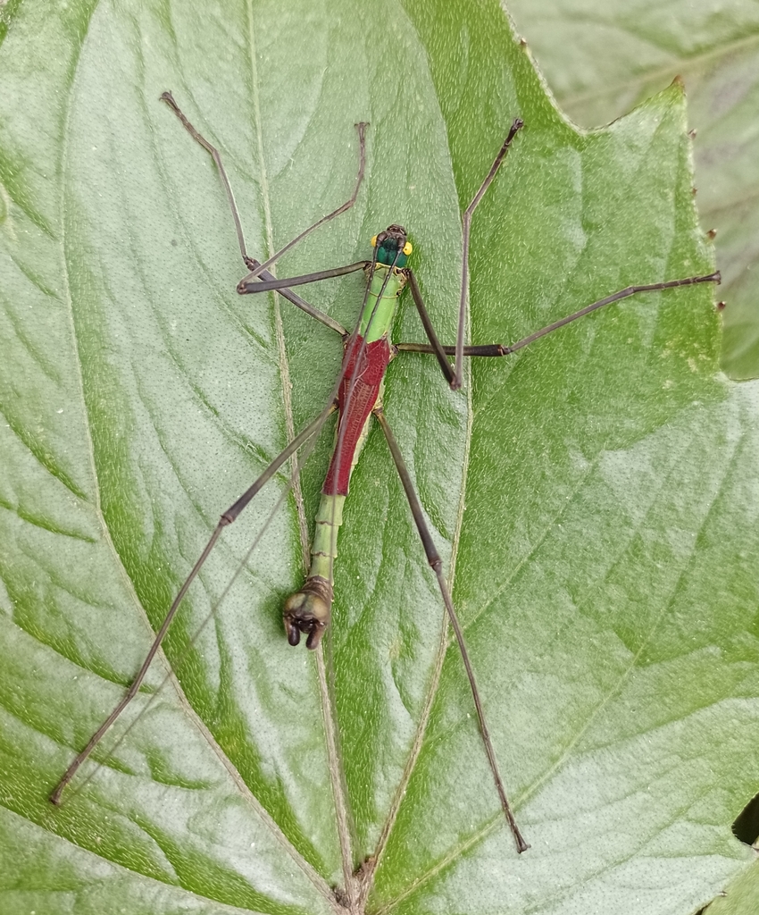 Decidia magnifica from Sonsón, Antioquia, Colombia on January 28, 2024 at 12:14 PM by Felix ...