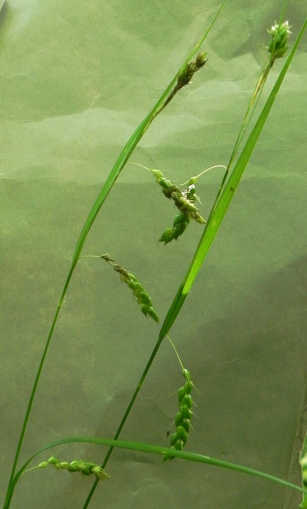 Davis' sedge in June 2015 by Brian O'Brien · iNaturalist