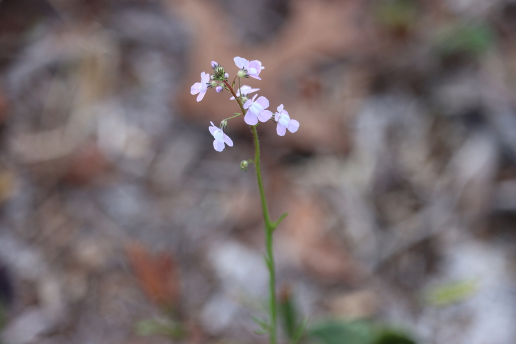 Florida toadflax from Polk County, FL, USA on January 27, 2024 at 05:16 ...