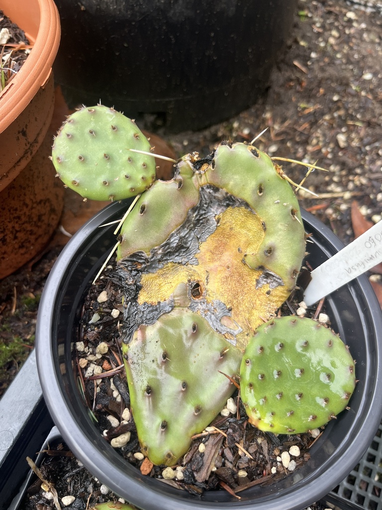 Phyllosticta concava from 39th Ave W, Brier, WA, US on January 28, 2024 ...