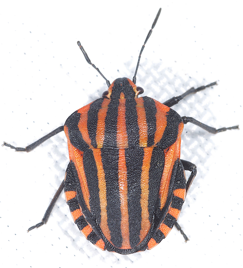 Continental Striped Shield Bug from Modane, France on September 9, 2018 ...