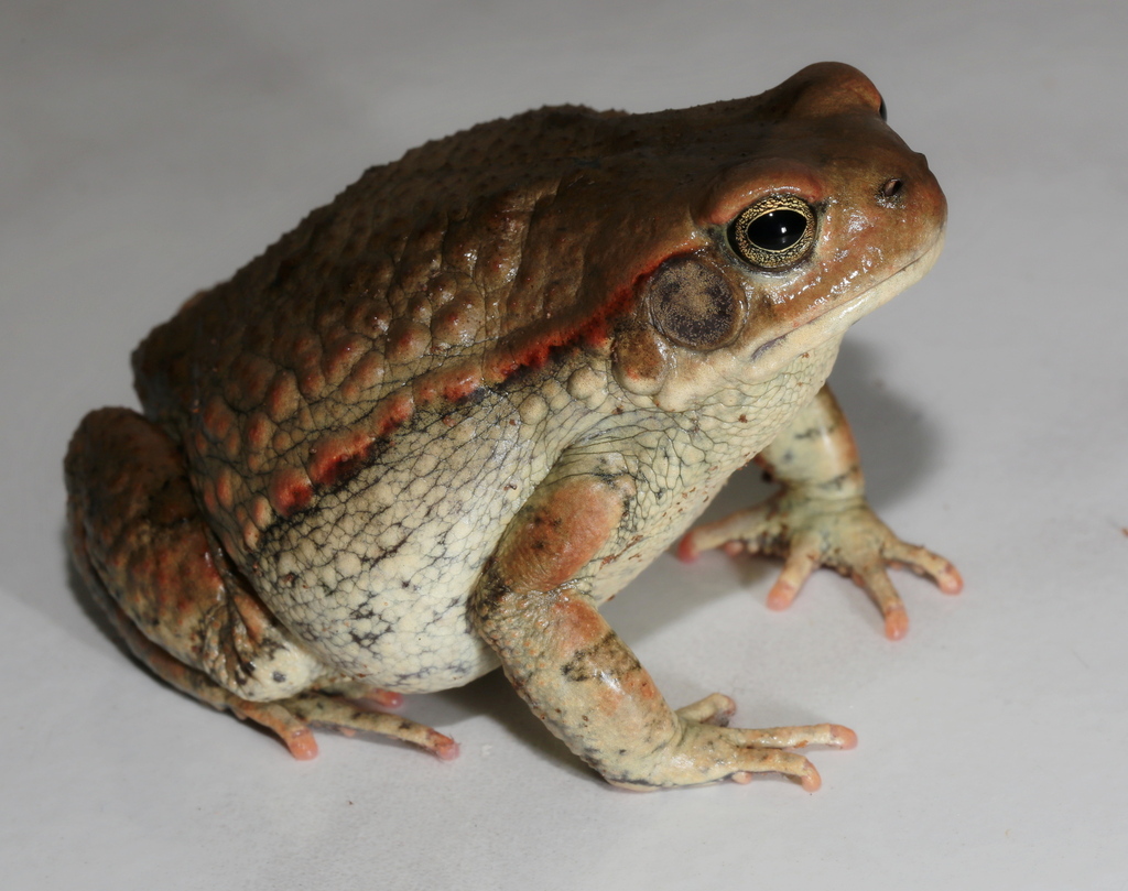 African Red Toad from Wapadrand Security Village, Pretoria, 0050, South ...