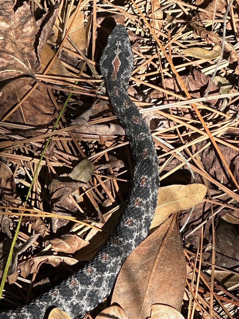 Dusky Pygmy Rattlesnake from University of North Florida, Jacksonville ...