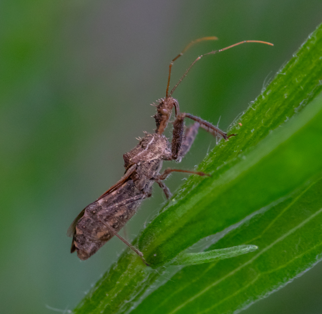 Spined Assassin Bug from Cartago Province, Turrialba, Costa Rica on ...