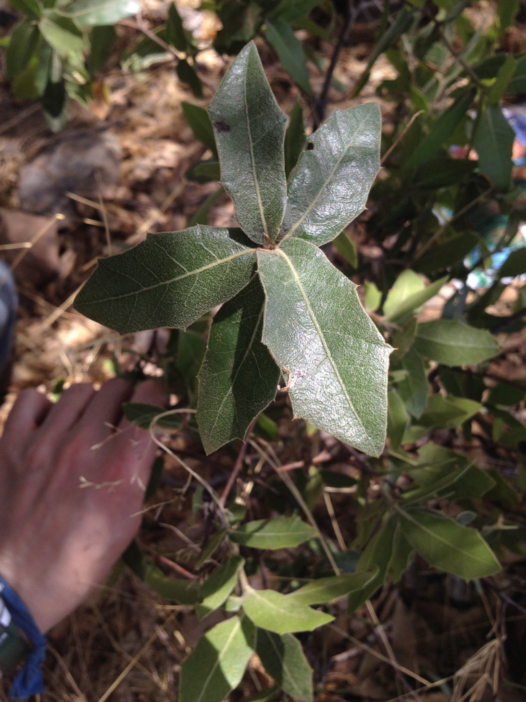 Emory oak (Quercus emoryi) - Botanical Realm