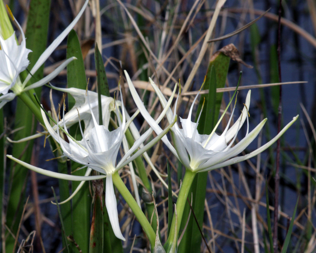 Alligator lily from Anhinga Trail Everglades NP, Florida, USA on ...