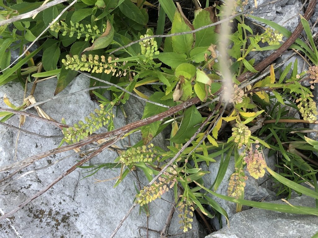 Virginia pepperweed from Volusia, Florida, United States on May 28 ...