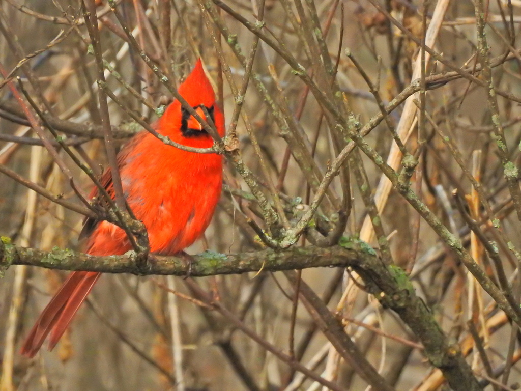 Northern Cardinal from Swepco Lake, Gentry, AR, USA on January 28, 2024 ...
