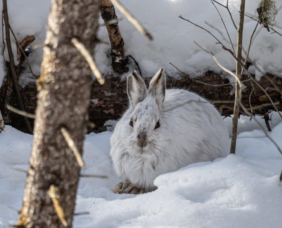 Snowshoe Hare from Moose Bog Boardwalk, Bloomfield, VT, US on January ...