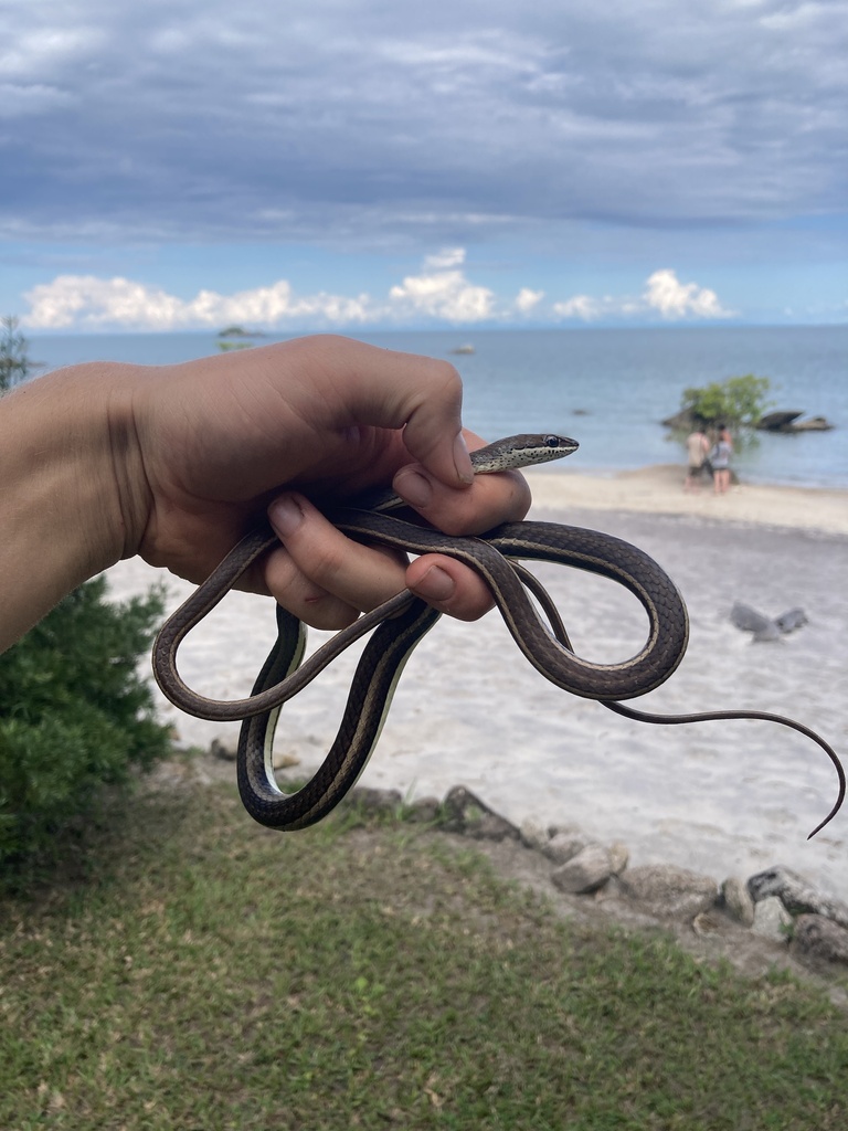 Eastern Stripe-bellied Sand Snake from Nkhata Bay, MW on January 28 ...