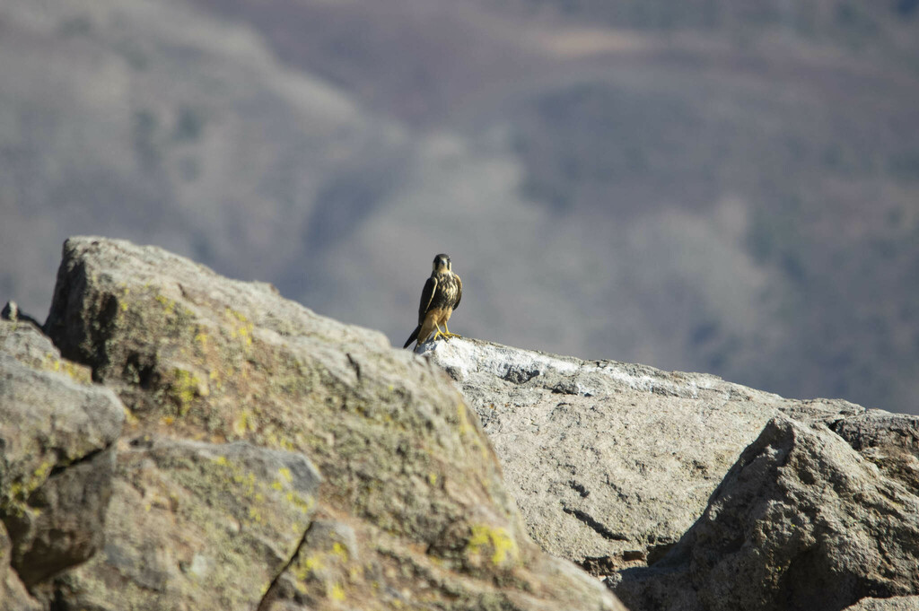 Aplomado Falcon from Santiago, Región Metropolitana, Chile on April 30 ...
