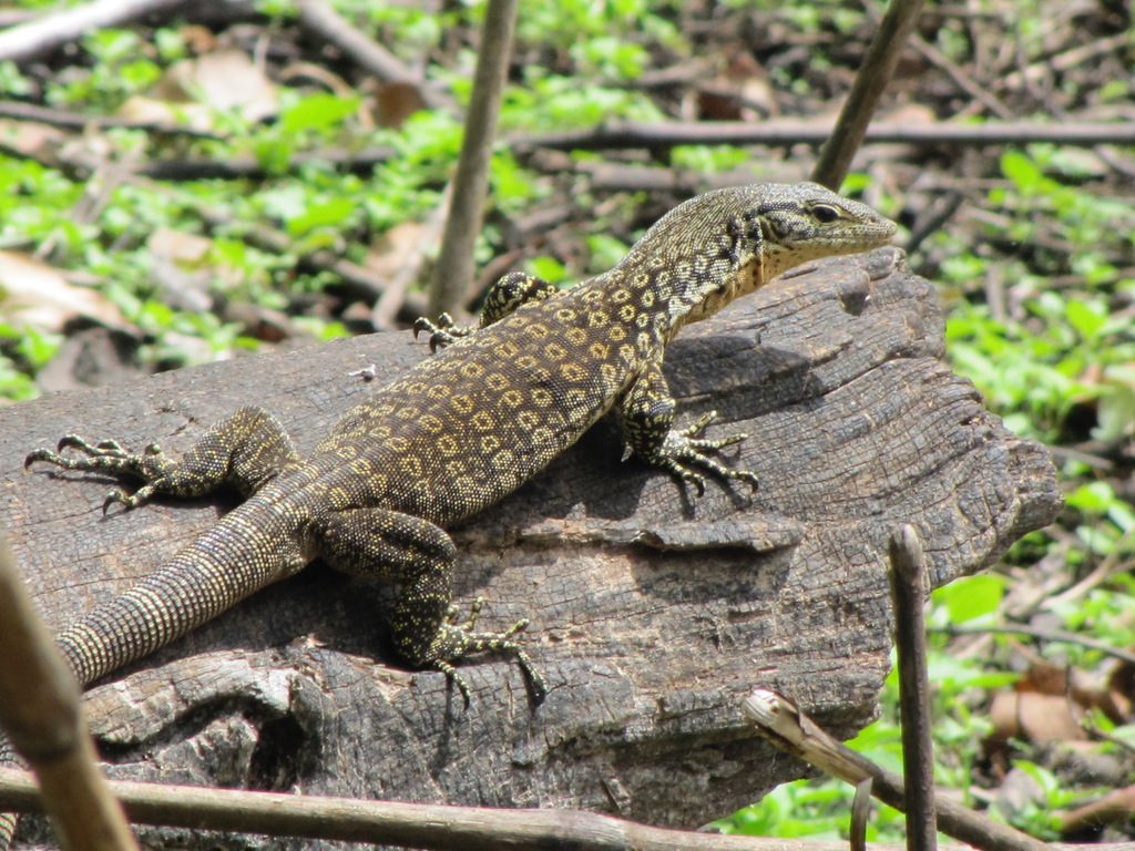 Banded/Spotted Tree Monitor Complex from Hasties Swamp Bird Hide, 121 ...