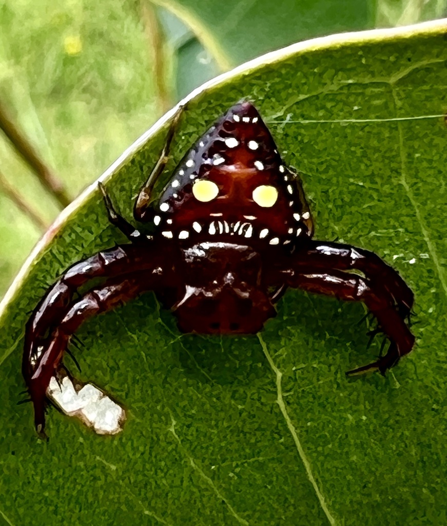 Common Triangular Spider from Tullymorgan, NSW, AU on January 28, 2024 ...