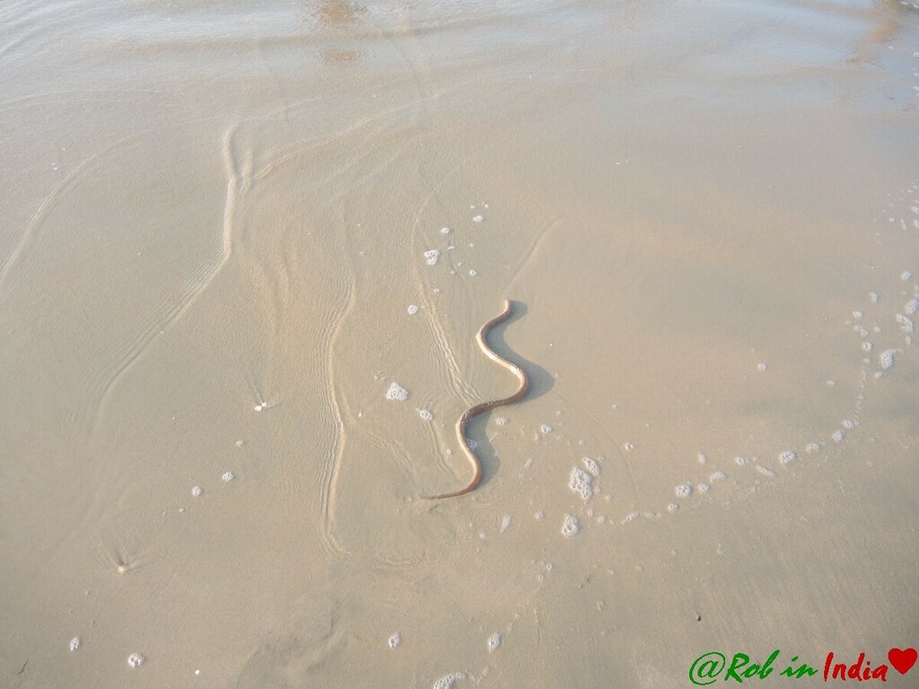 Snake Eels from Canacona, Goa, India on January 25, 2024 at 08:19 AM by ...