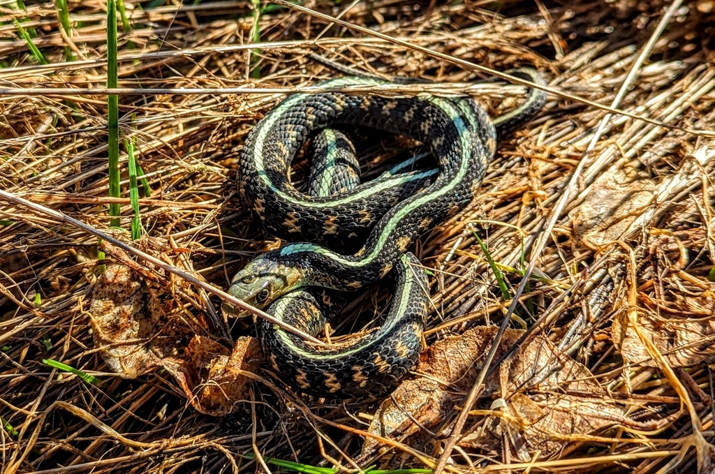 Red-spotted Garter Snake from Corvallis, OR 97333, USA on January 28 ...