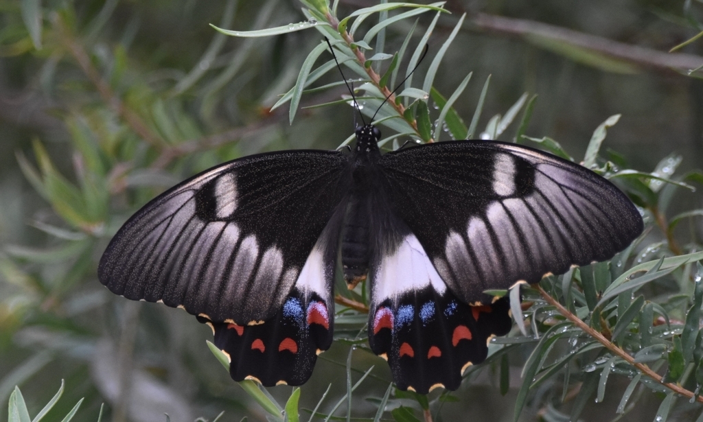 Orchard Swallowtail from The Australian Botanic Garden, Narellan Road ...