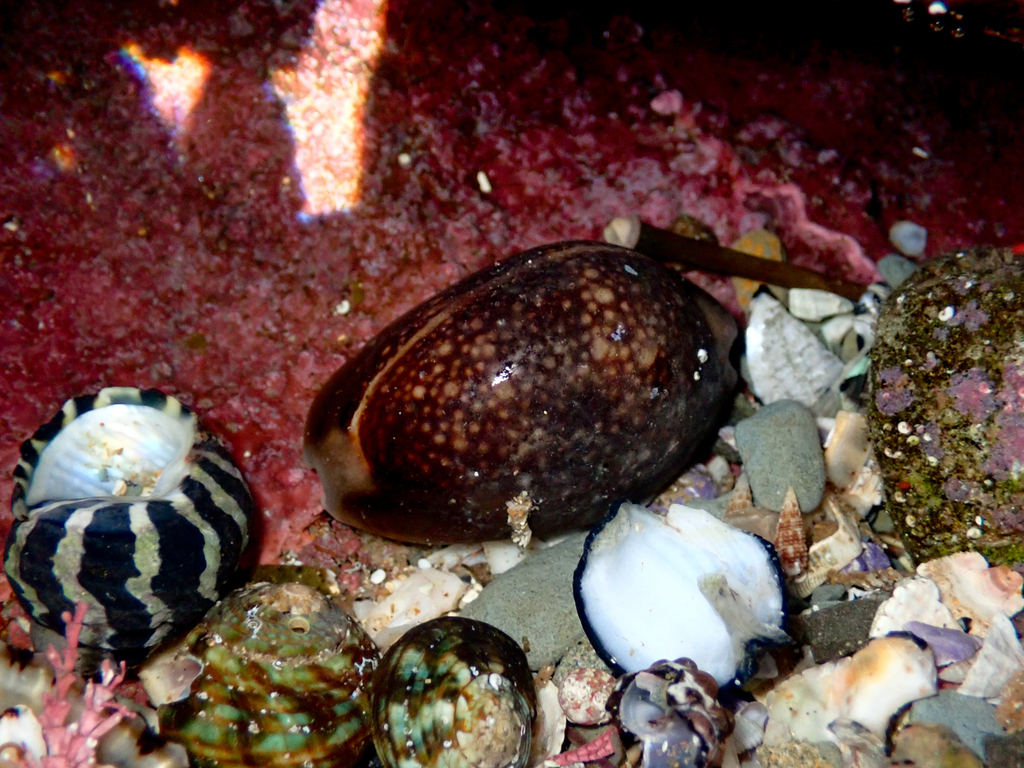 Snakehead Cowrie from Bateau Bay Beach, NSW, Australia on January 28 ...