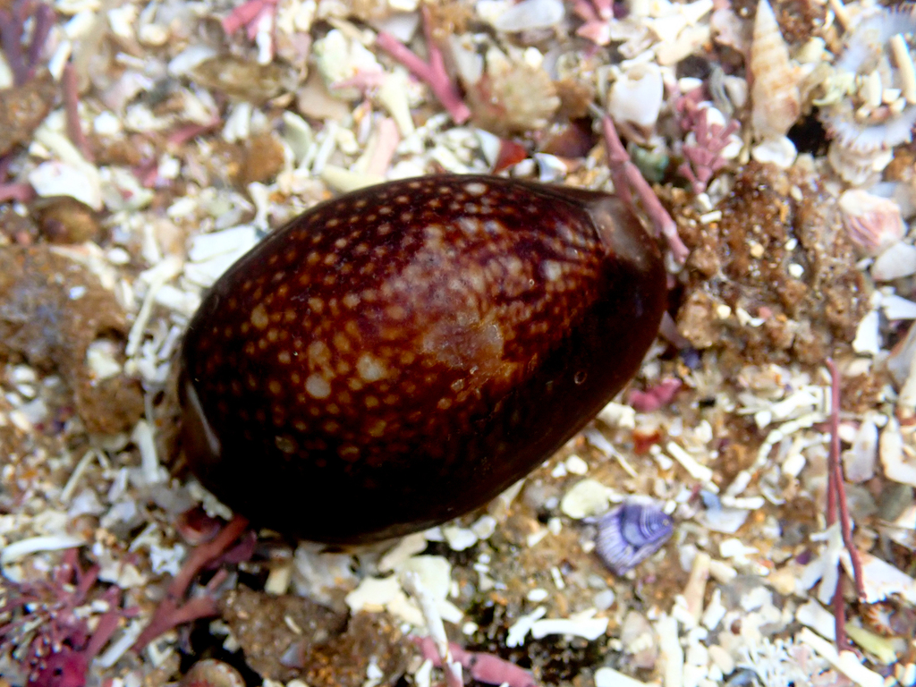 Snakehead Cowrie from Bateau Bay Beach, NSW, Australia on January 28 ...