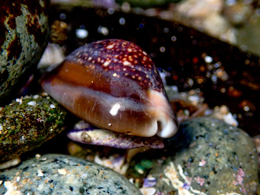 Snakehead Cowrie from Bateau Bay Beach, NSW, Australia on January 28 ...
