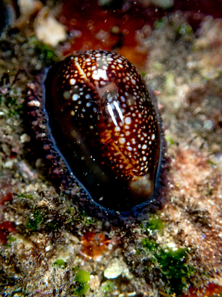 Snakehead Cowrie from Bateau Bay Beach, NSW, Australia on January 28 ...