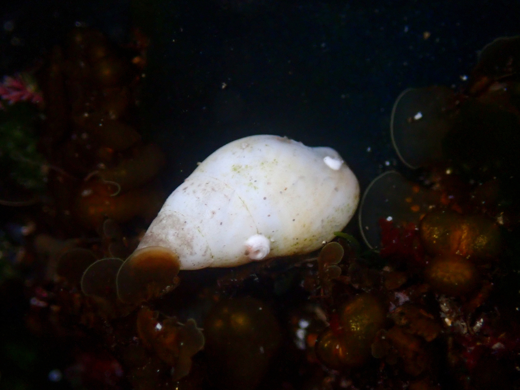 yellow-coated clusterwink from Bateau Bay Beach, NSW, Australia on ...
