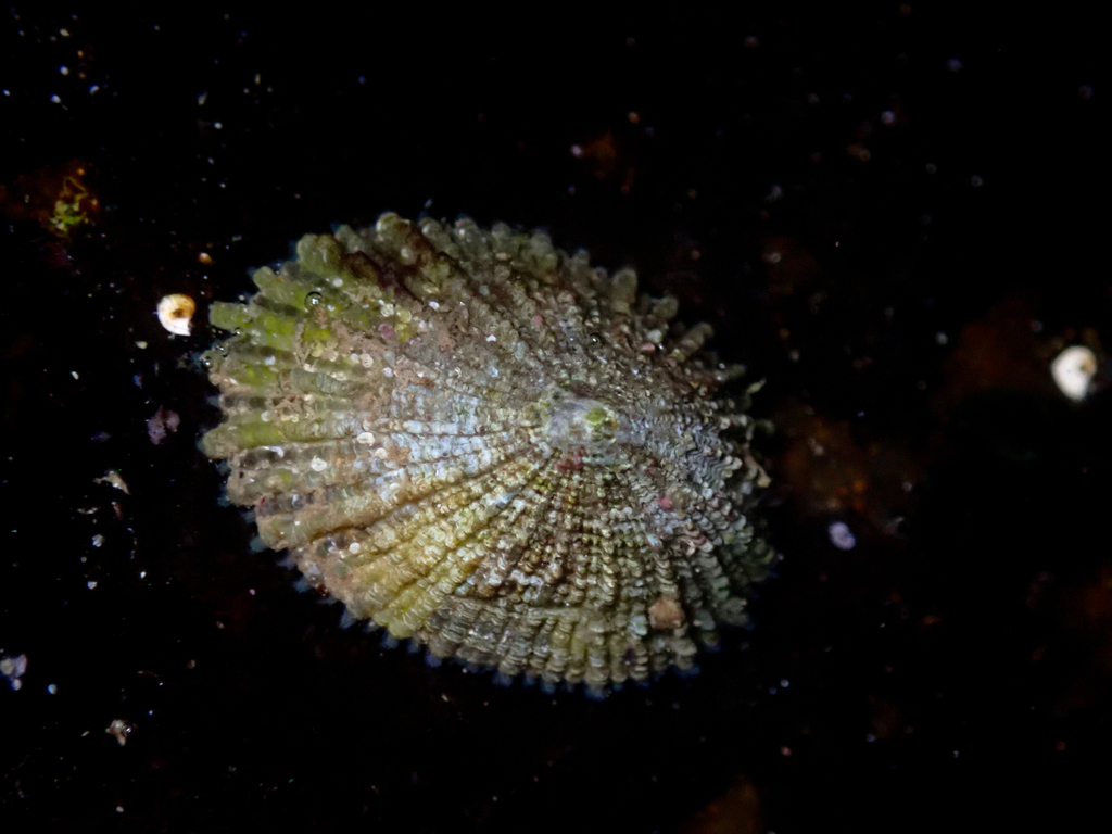 Cap-shaped False Limpet from Bateau Bay Beach, NSW, Australia on ...
