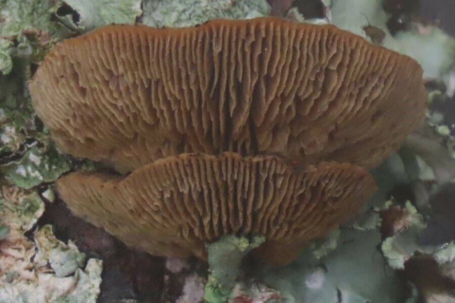 Thin-walled Maze Polypore from Groveton, VA, USA on January 28, 2024 at ...